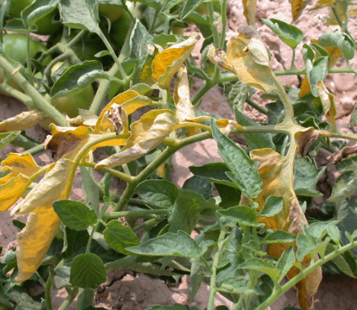 Fusarium Wilt: Identifying Symptoms, Causes, and Effective Treatments ...
