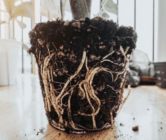 Root Rot: Identifying Symptoms, Causes, and Effective Treatments for ...