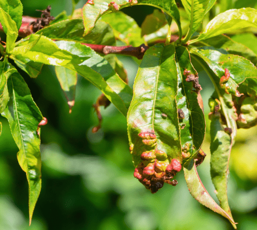 Leaf Curl: Identifying Symptoms, Causes, and Effective Treatments for ...