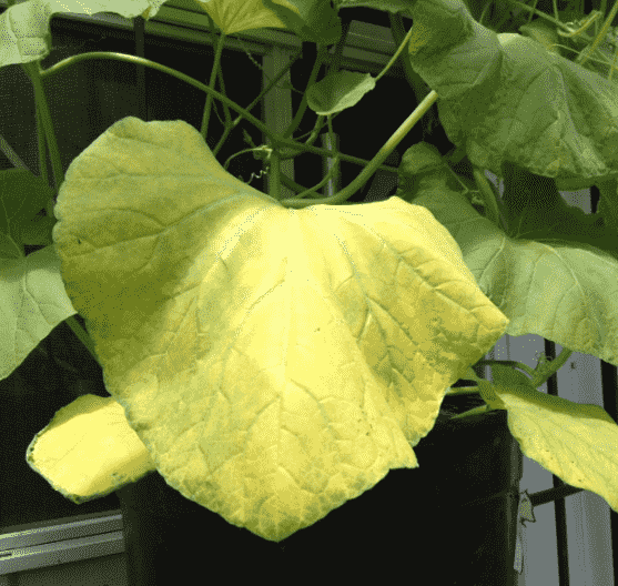 Nutrient Deficiency: Identifying Symptoms, Causes, and Effective ...