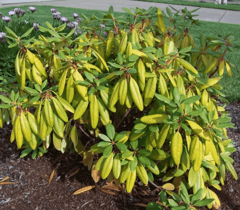 Nutrient Deficiency: Identifying Symptoms, Causes, and Effective ...