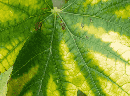 Nutrient Deficiency: Identifying Symptoms, Causes, and Effective ...