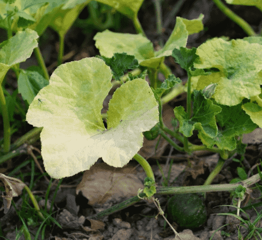 Nutrient Deficiency: Identifying Symptoms, Causes, and Effective ...