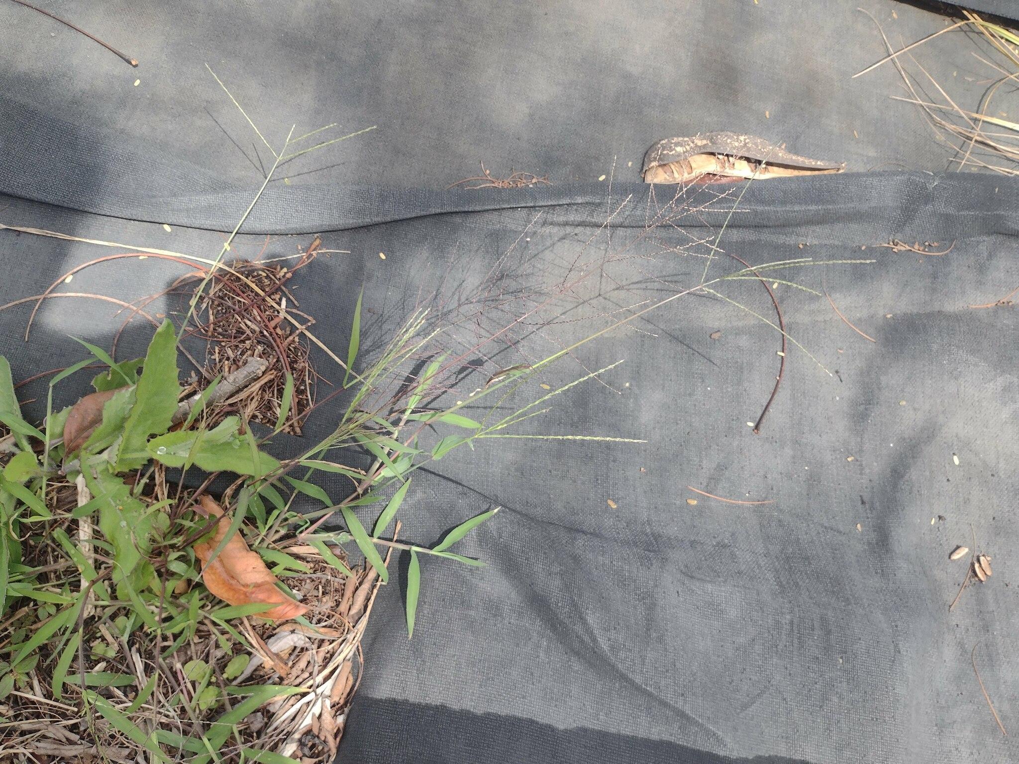Mucronate sprangletop (Leptochloa panicea) Care Guide: Pests, Diseases ...