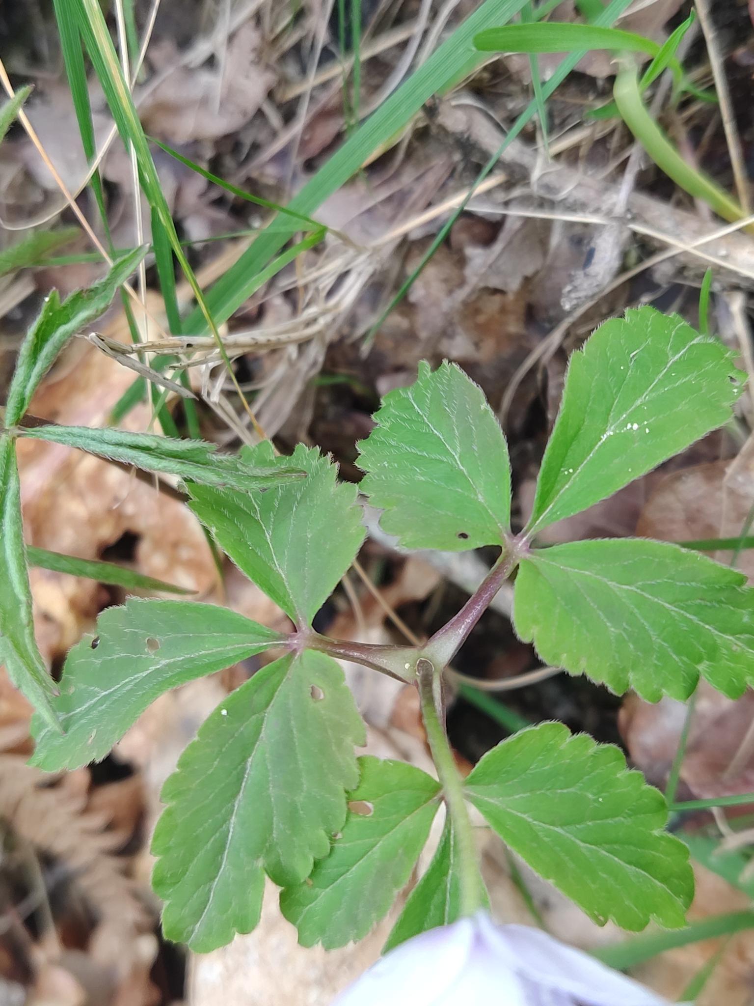 Three-leaved windflower (Anemone trifolia) Care Guide: Pests, Diseases ...