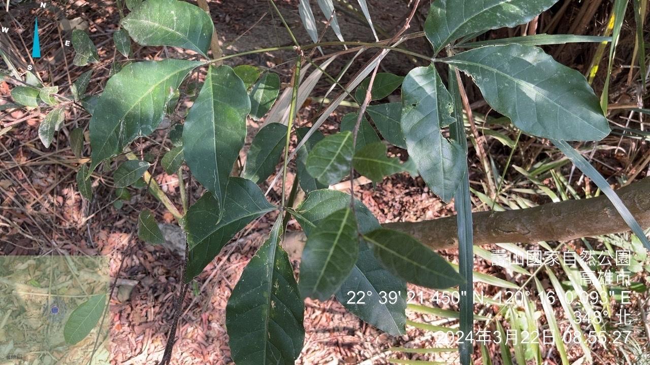 Crateva adansonii formosensis (Crateva formosensis) Care Guide: Pests ...