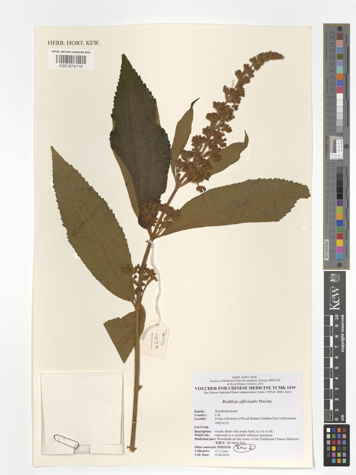 Pole butterflybush (Buddleja officinalis) Care Guide: Pests, Diseases ...