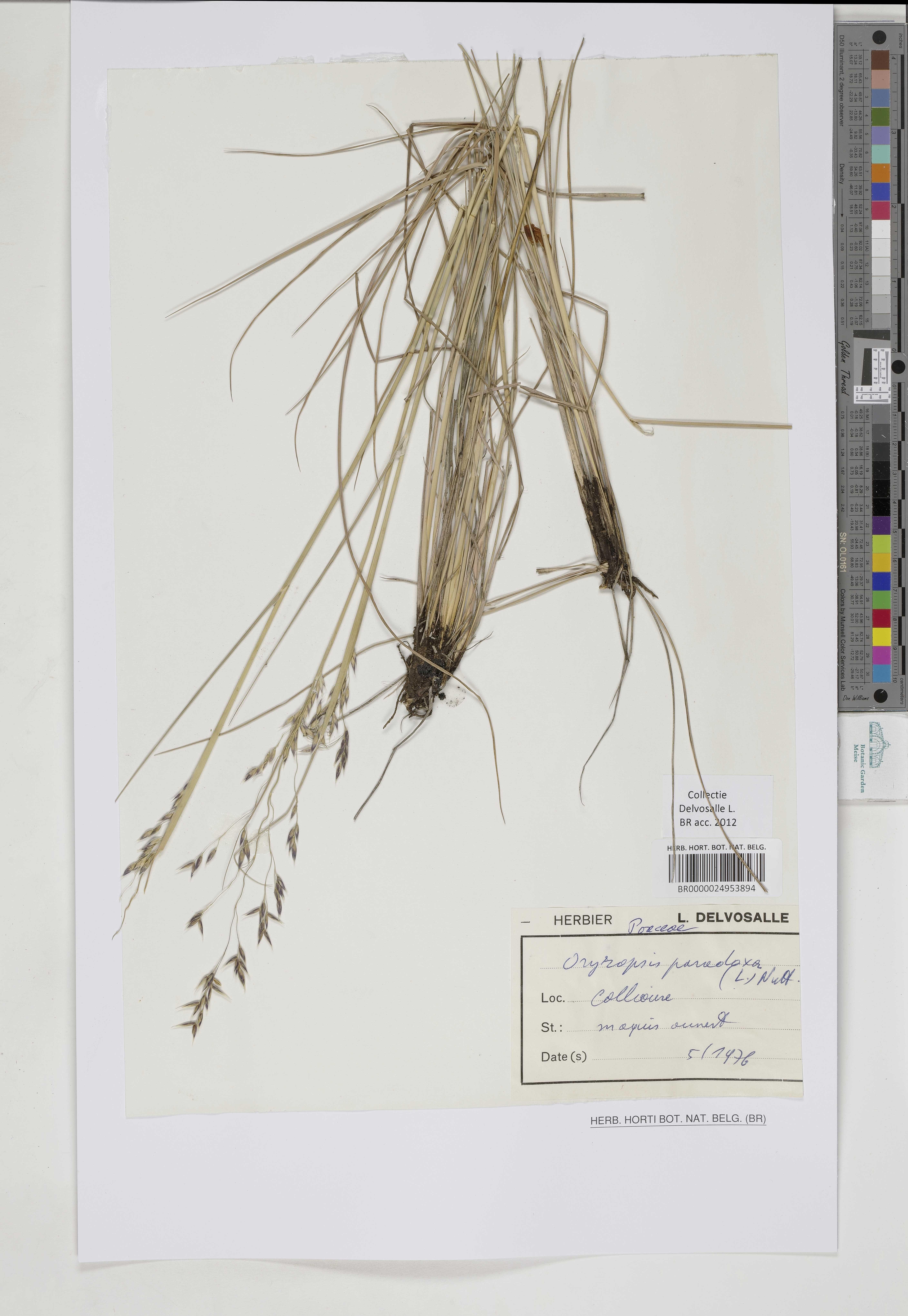 Piptatherum paradoxum (Piptatherum paradoxum) Care Guide: Pests ...