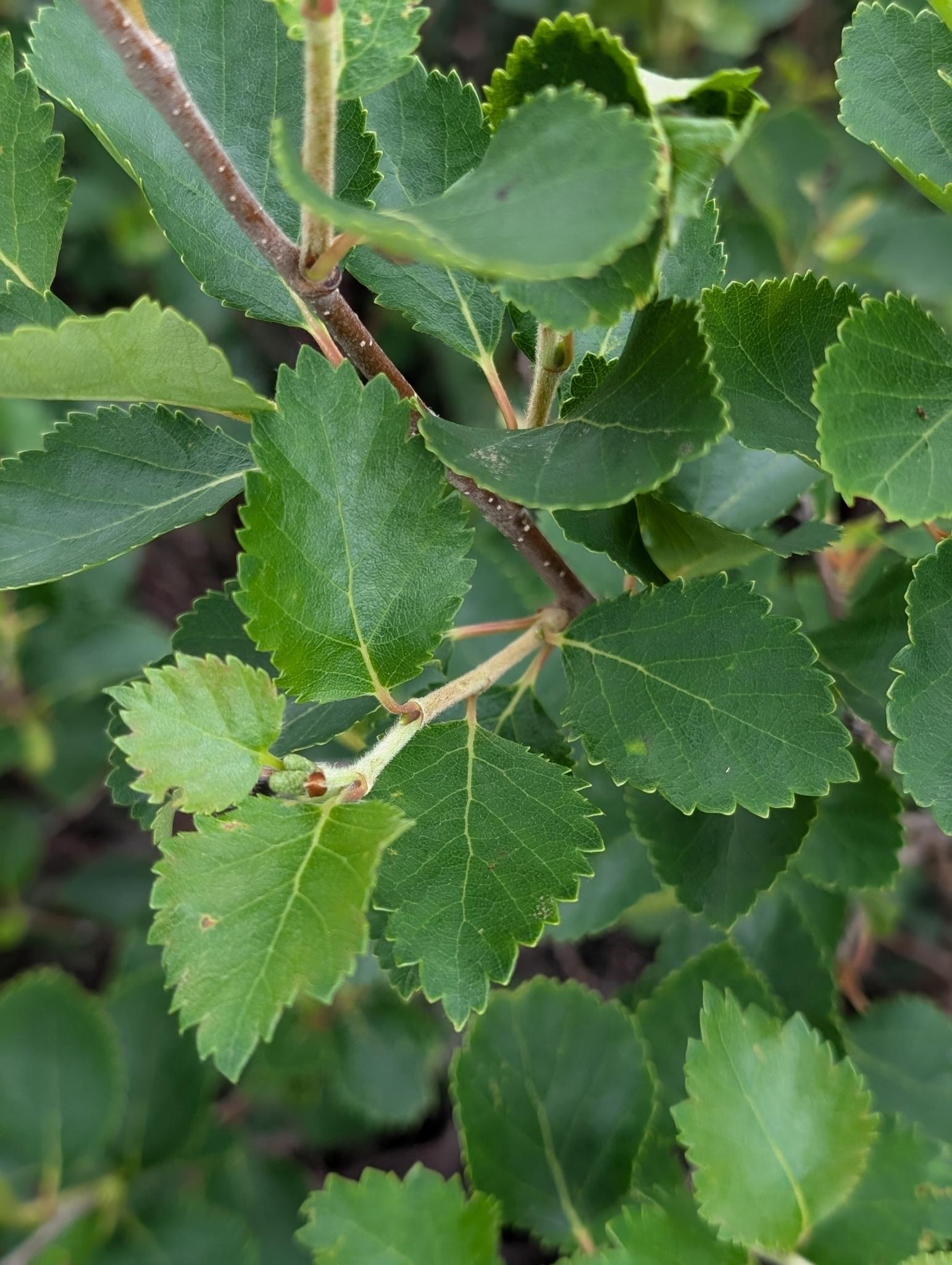 Dwarf white birch (Betula minor) Care Guide: Pests, Diseases, Watering ...