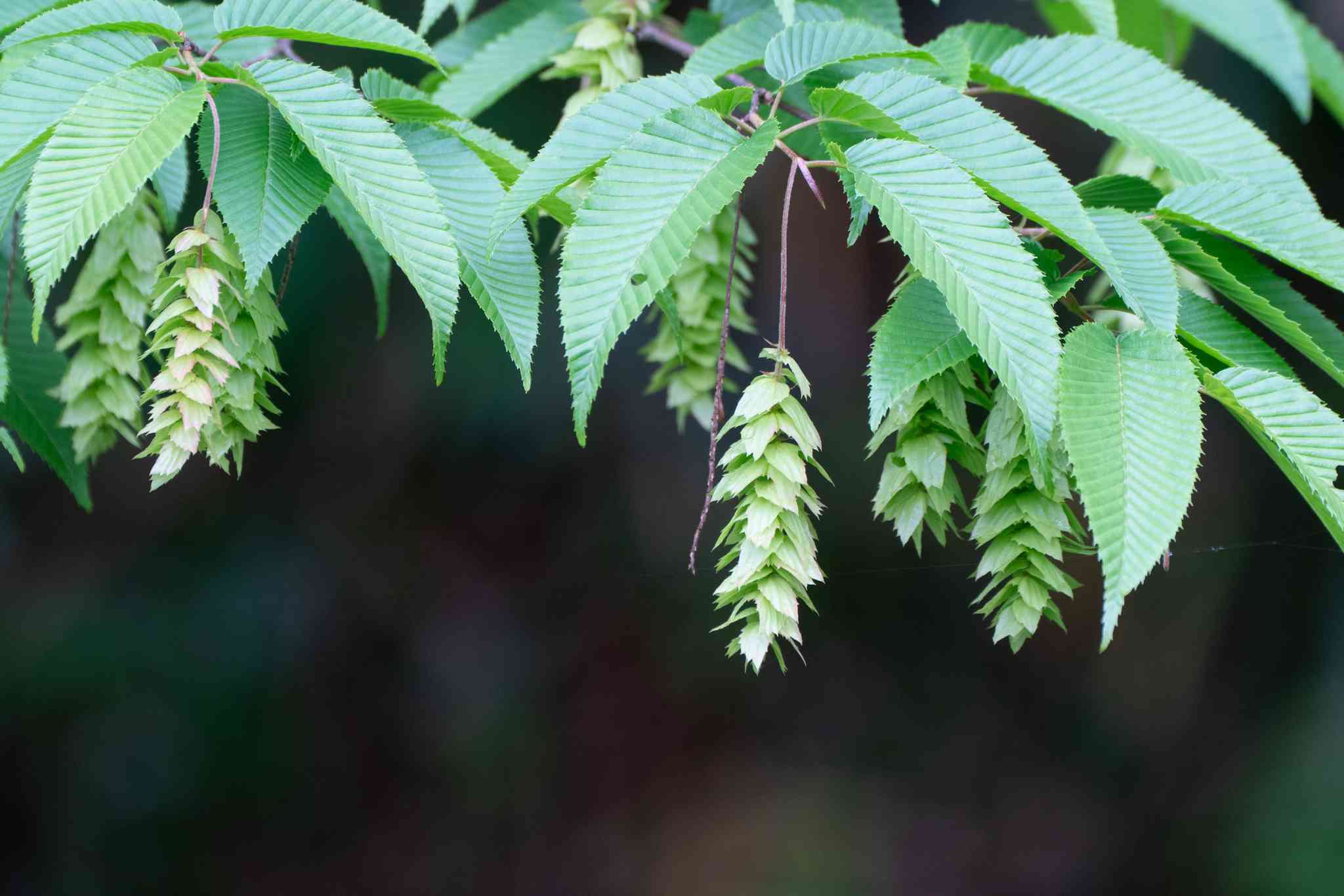 How to identify Japanese hornbeam (Carpinus japonica) | PlantJoy