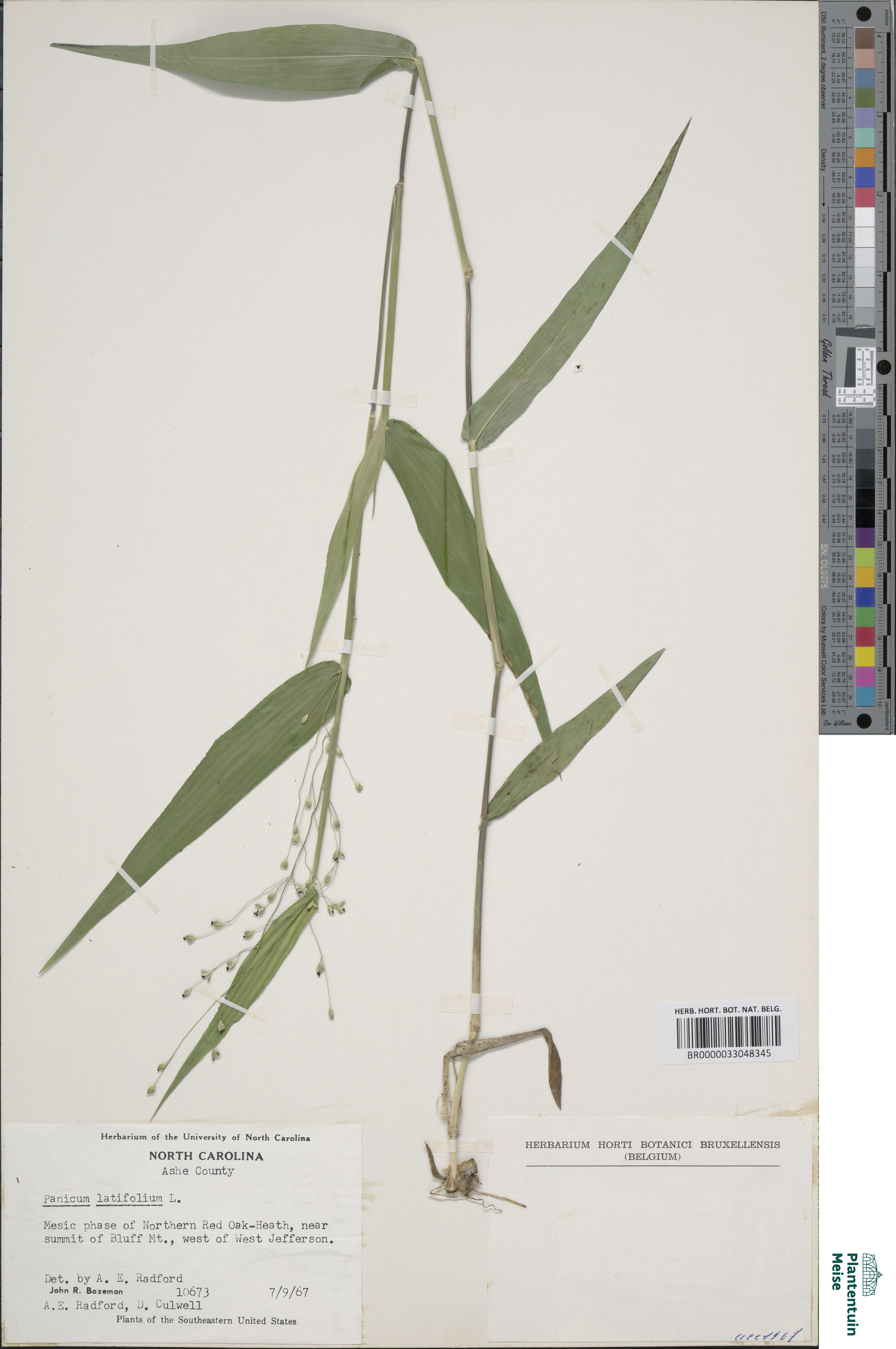 Broad-leaved panic grass (Panicum latifolium) Care Guide: Pests ...