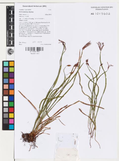 Actinostachys digitata (Actinostachys digitata) Care Guide: Pests ...