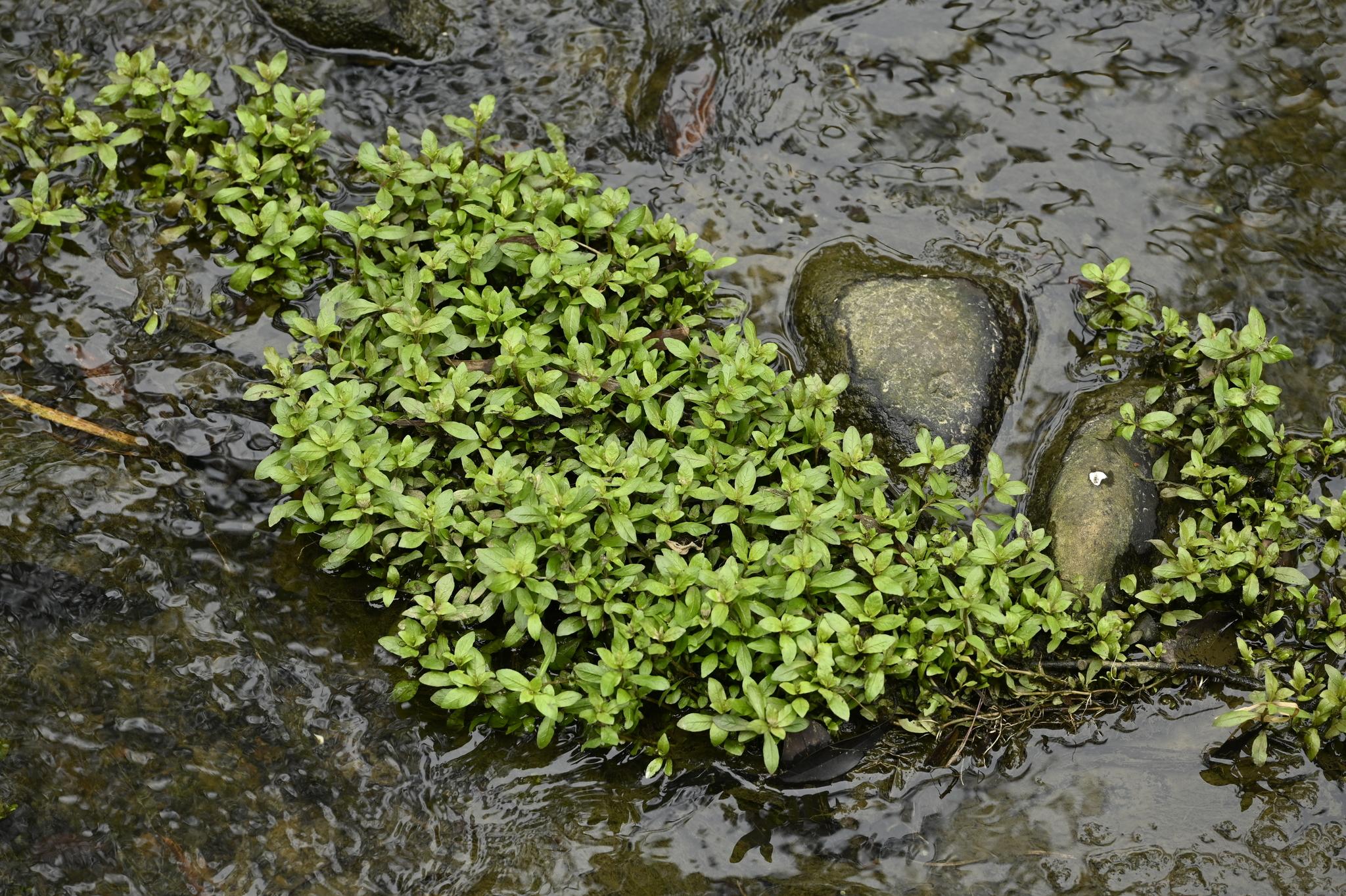 Swampweeds (Hygrophila) (Hygrophila) Care Guide: Pests, Diseases ...