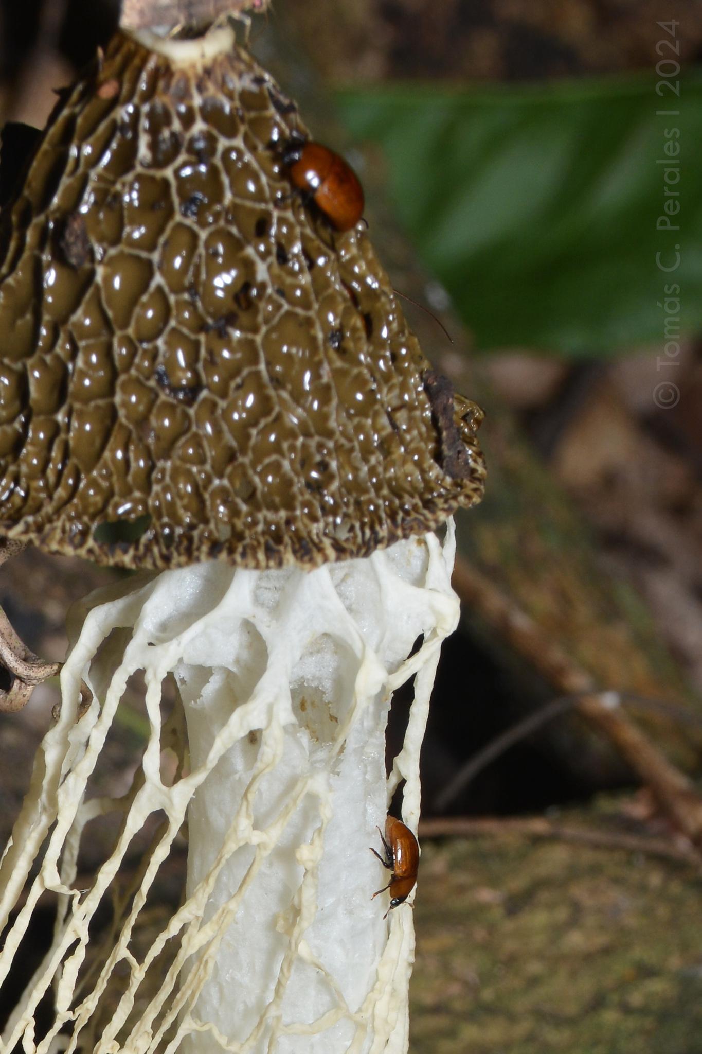 Bridal veil stinkhorn (Phallus indusiatus) Care Guide: Pests, Diseases ...