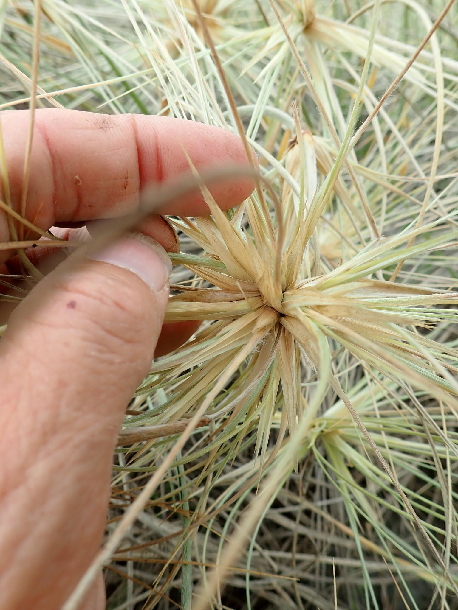 Spinifex (Spinifex) (Spinifex) Care Guide: Pests, Diseases, Watering ...