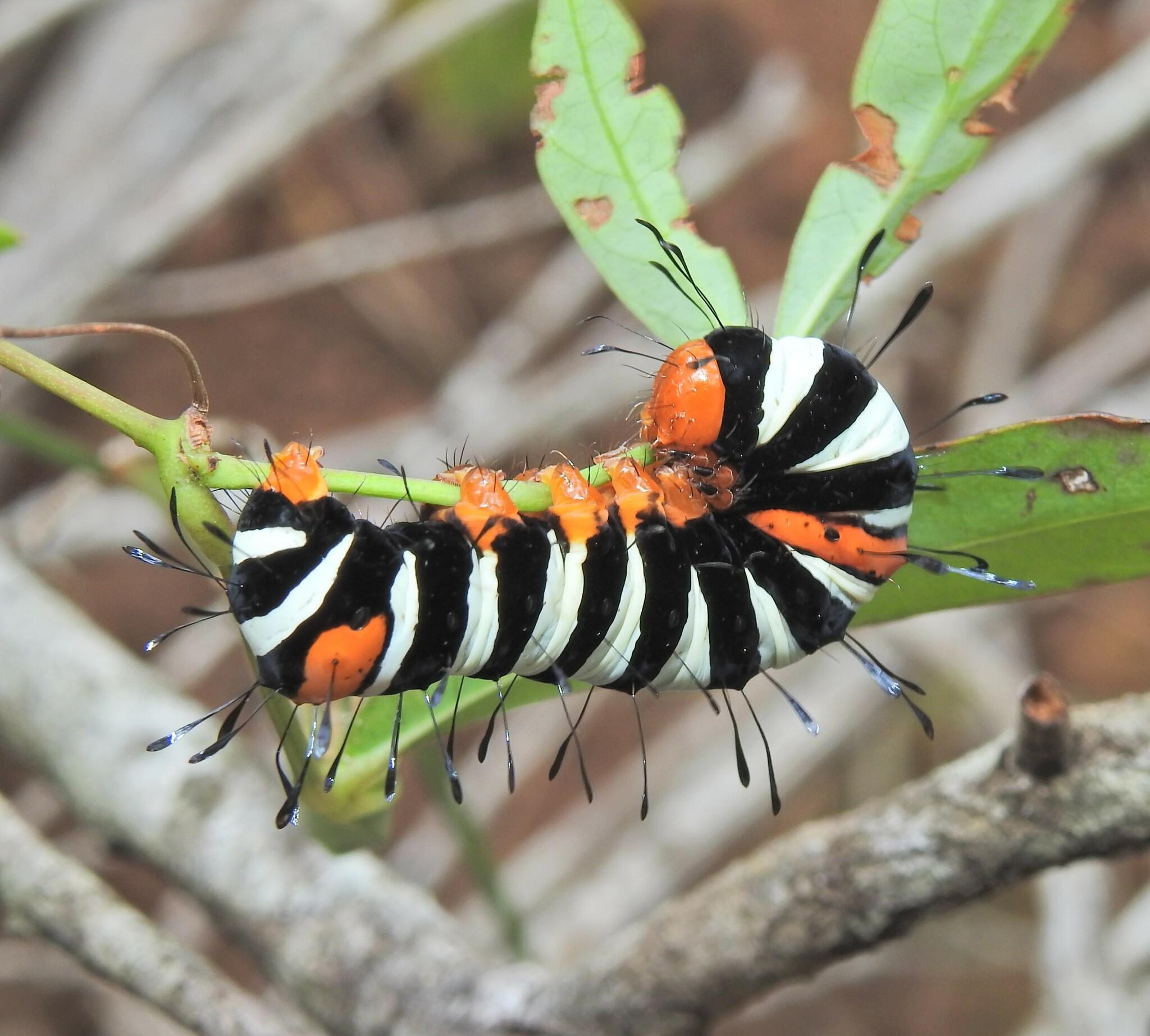 Agarista (Agarista) (Agarista) Care Guide: Pests, Diseases, Watering ...