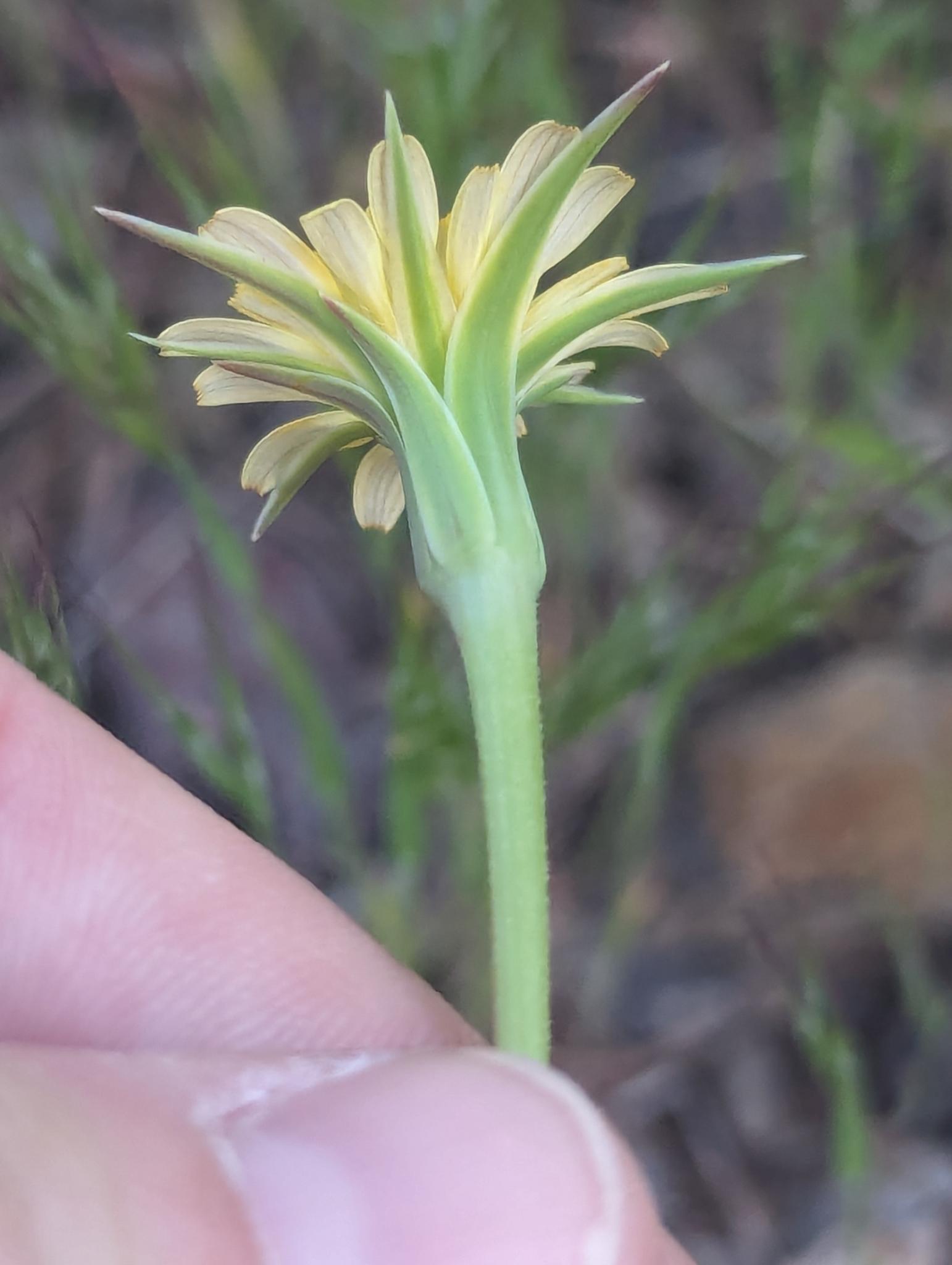 Lindleys silverpuffs (Microseris lindleyi) Care Guide: Pests, Diseases ...