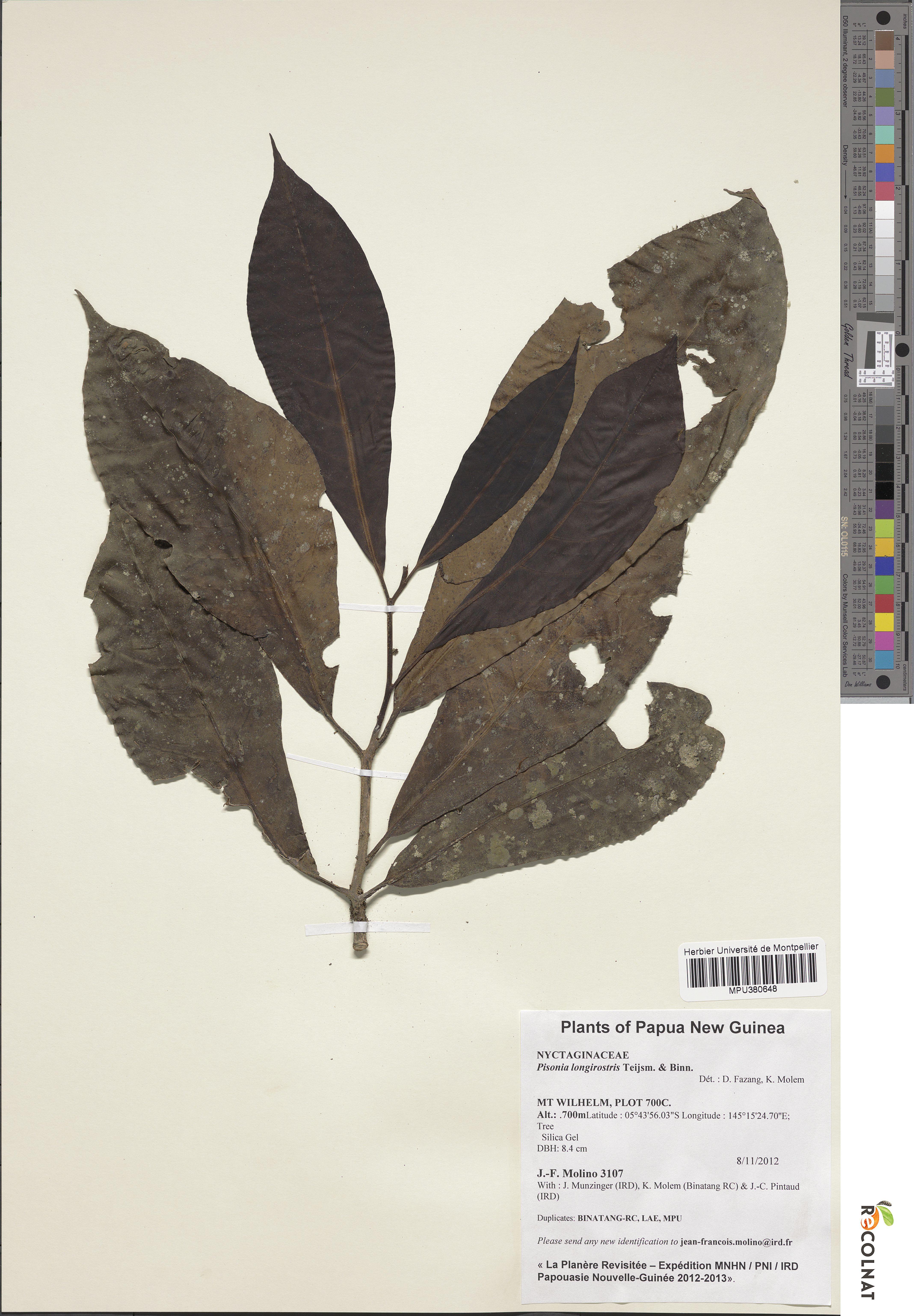 Birdlime tree (Pisonia umbellifera) Care Guide: Pests, Diseases ...
