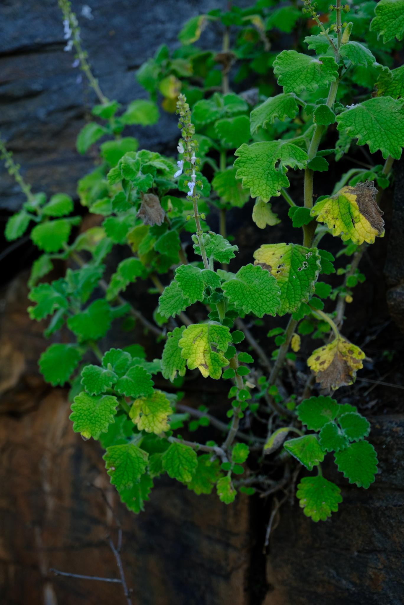 False Boldo, Plectranthus hadiensis (Coleus hadiensis) Care Guide ...