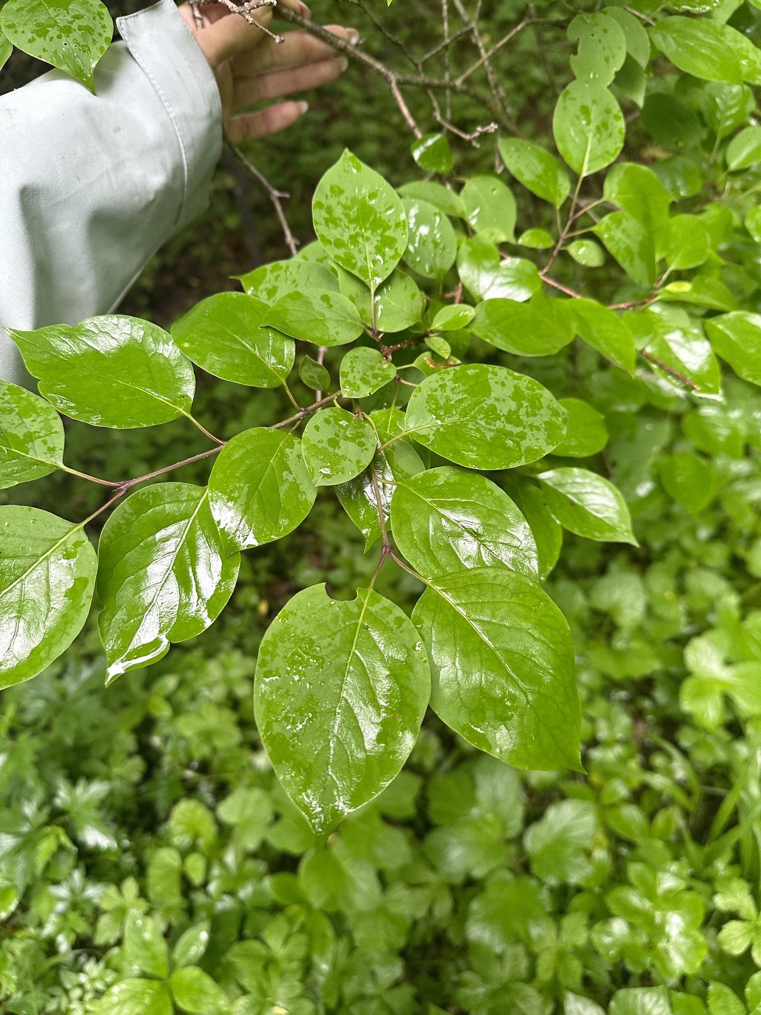 Syringa reticulata subsp. amurensis (Syringa reticulata subsp ...