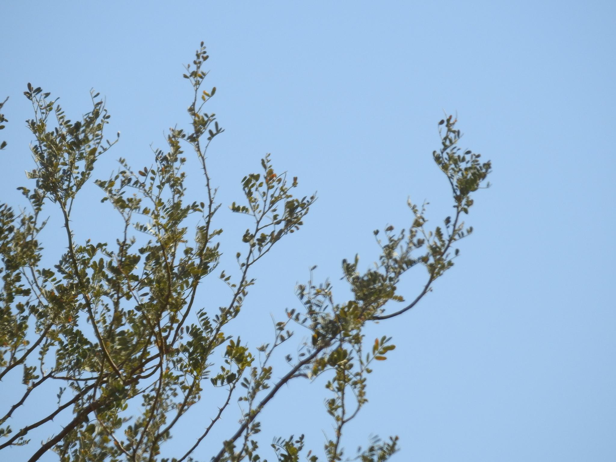Ironwood (Olneya) (Olneya) Care Guide: Pests, Diseases, Watering ...