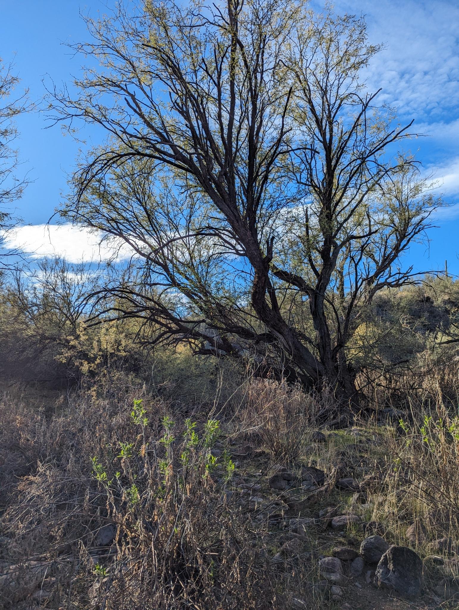 Velvet mesquite (Prosopis velutina) Care Guide: Pests, Diseases ...