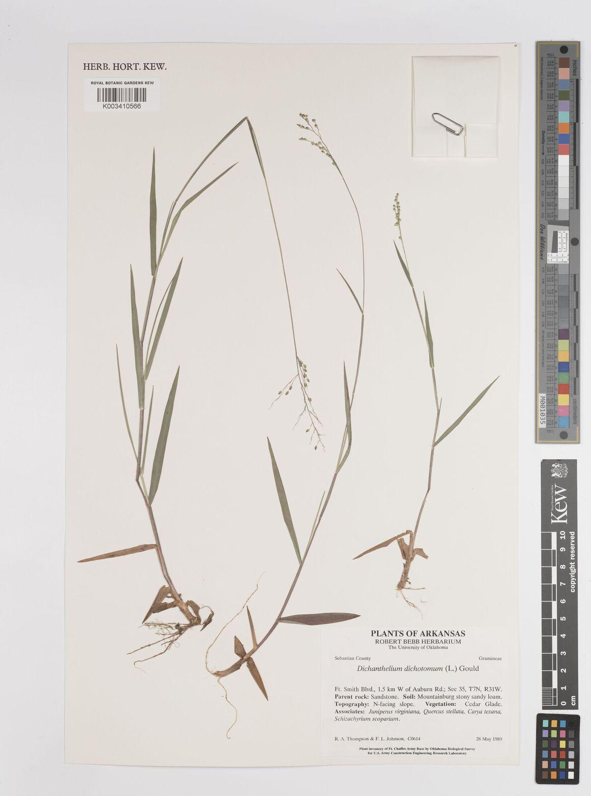 Forked panicgrass (Panicum dichotomum) Care Guide: Pests, Diseases ...