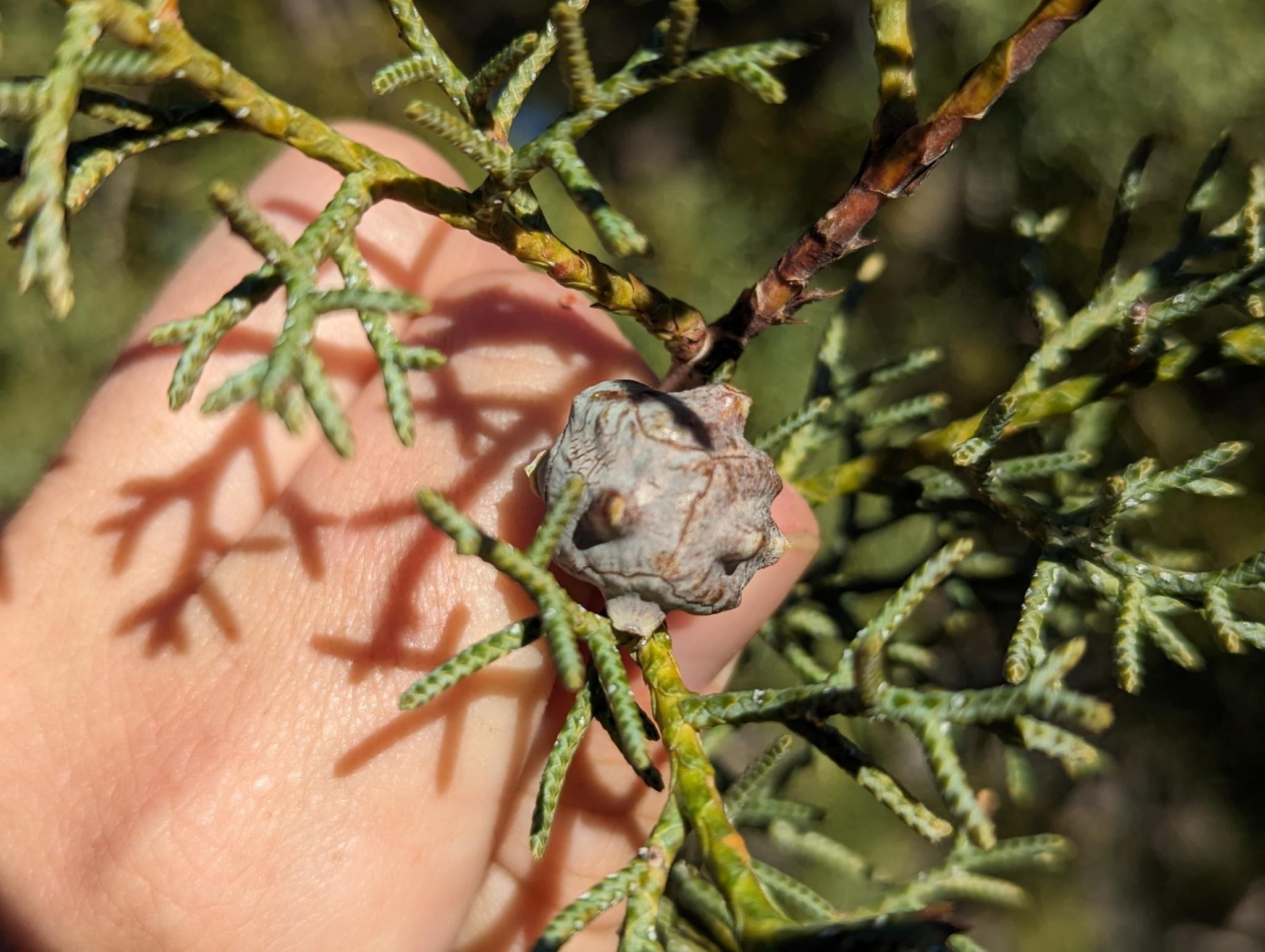 How to Prune Arizona cypress: Complete Pruning Guide | ForwardPlant