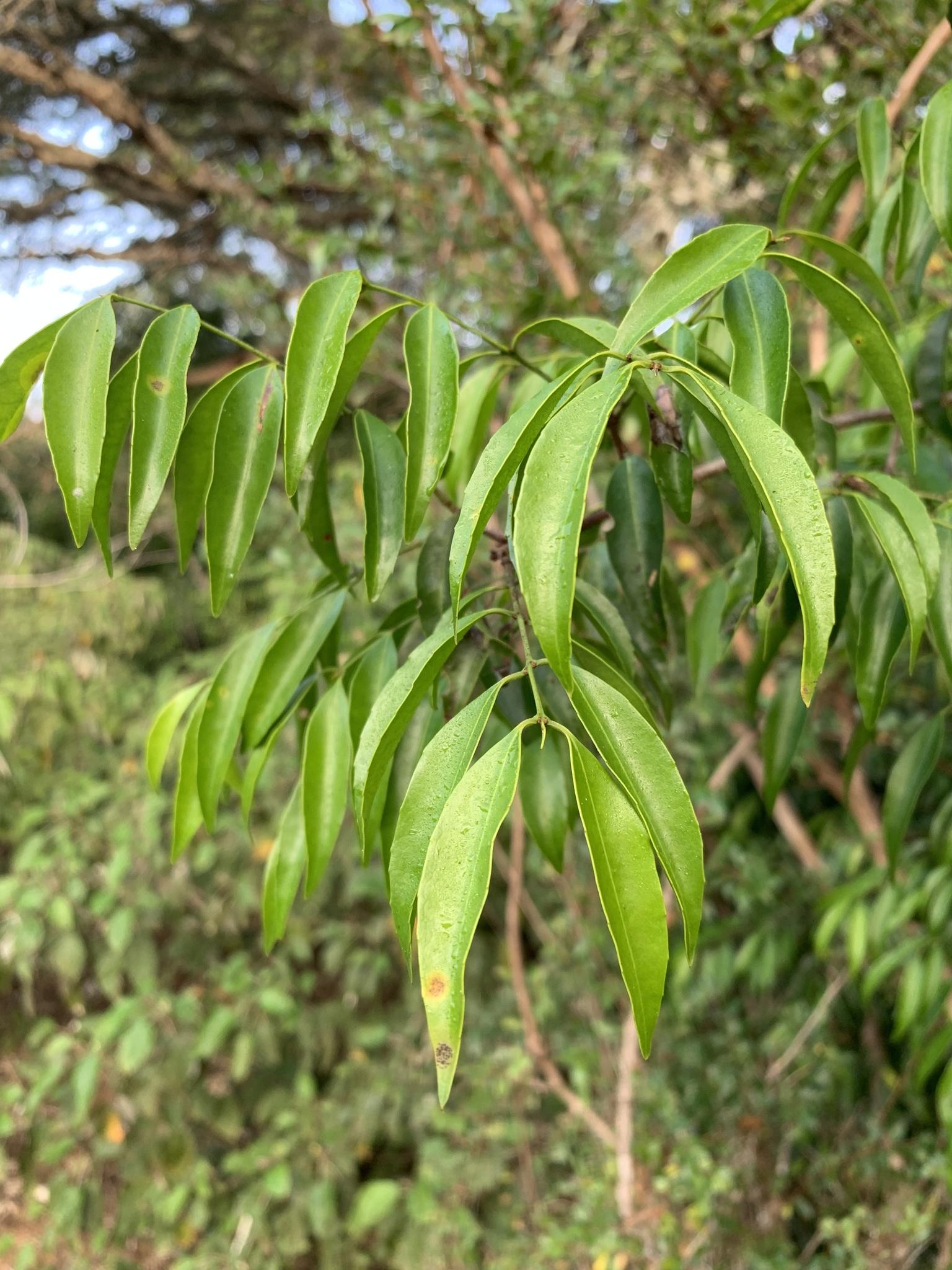 Salacia (Salacia) (Salacia) Care Guide: Pests, Diseases, Watering ...