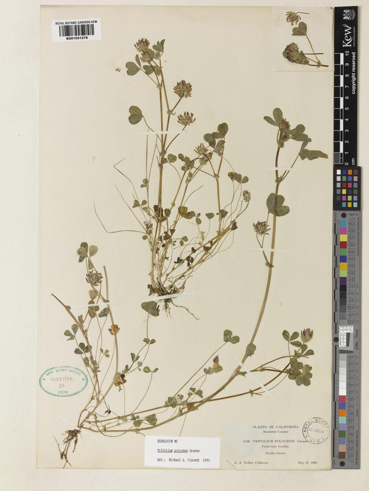 Pacific grove clover (Trifolium polyodon) Care Guide: Pests, Diseases ...