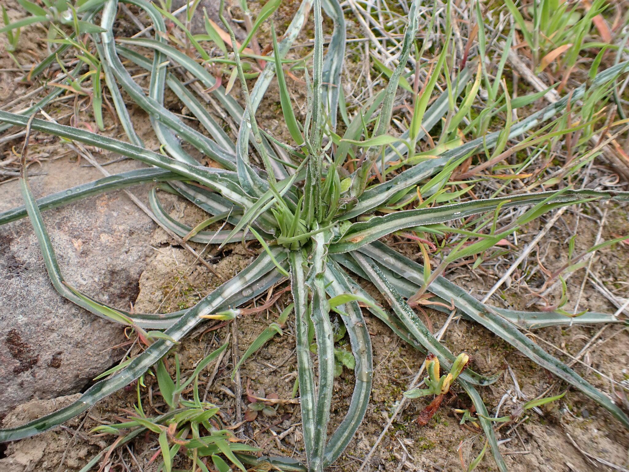 Microseris troximoides (Microseris troximoides) Care Guide: Pests ...