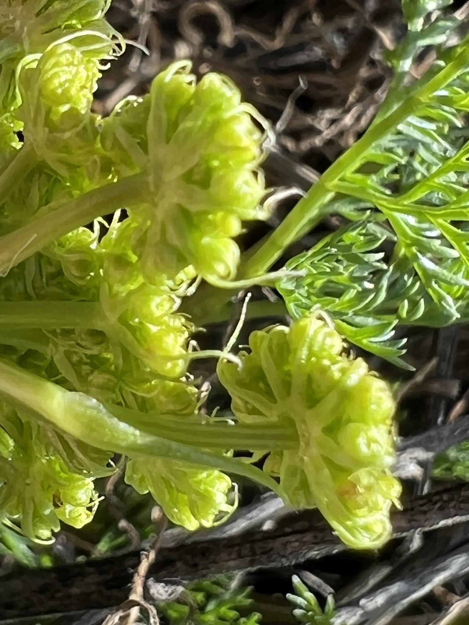 Wavewing (Pteryxia) (Pteryxia) Care Guide: Pests, Diseases, Watering ...