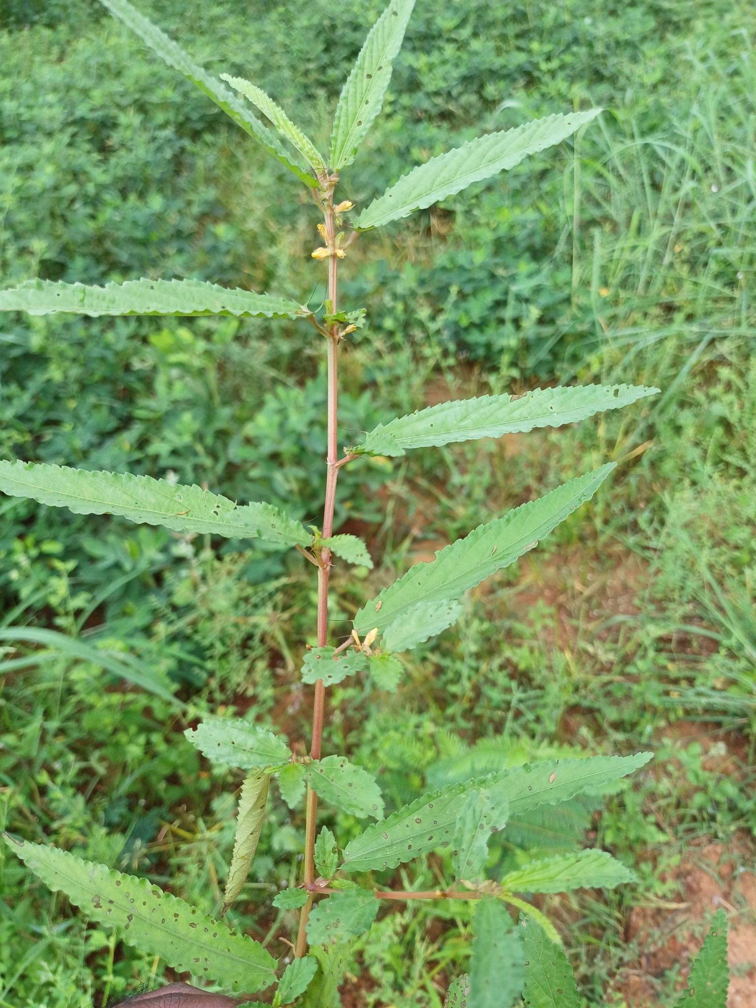 Corchorus (Corchorus) (Corchorus) Care Guide: Pests, Diseases, Watering ...
