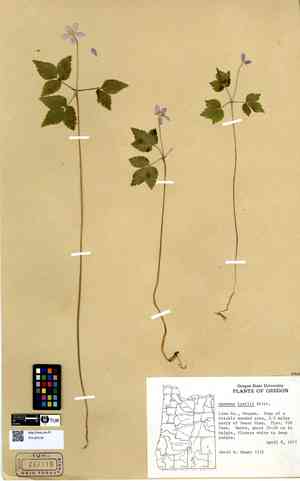 How to Prune Little mountain thimbleweed: Complete Pruning Guide ...