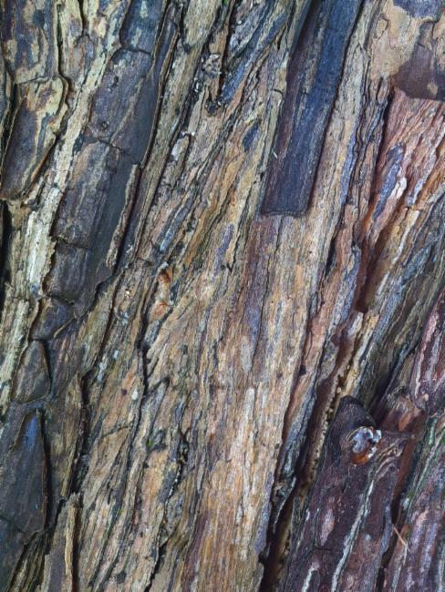 Weeping tea tree (Leptospermum brachyandrum) Care Guide: Pests ...