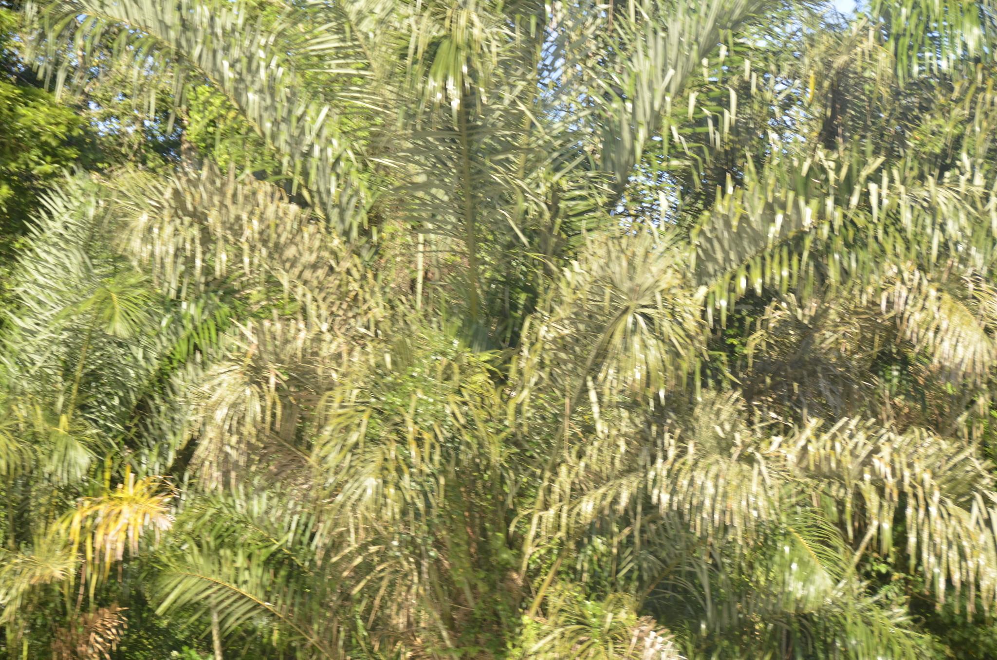 Raffia palms (Raphia) (Raphia) Care Guide: Pests, Diseases, Watering ...