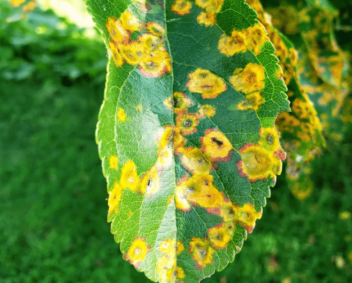Rusts: Identifying Symptoms, Causes, and Effective Treatments for Your ...